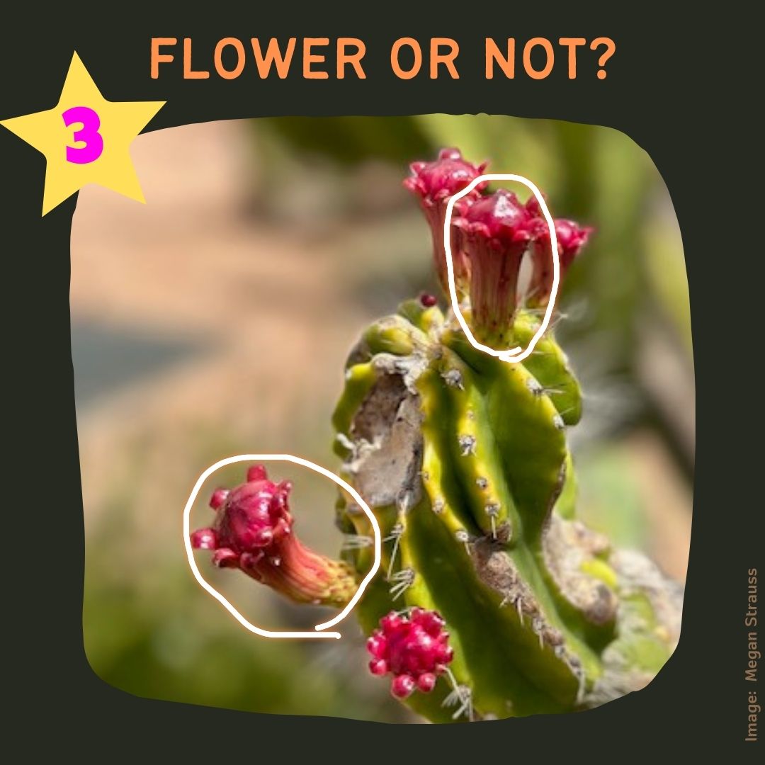 Take the ‘flower or not?’ challenge! – Mongabay Kids