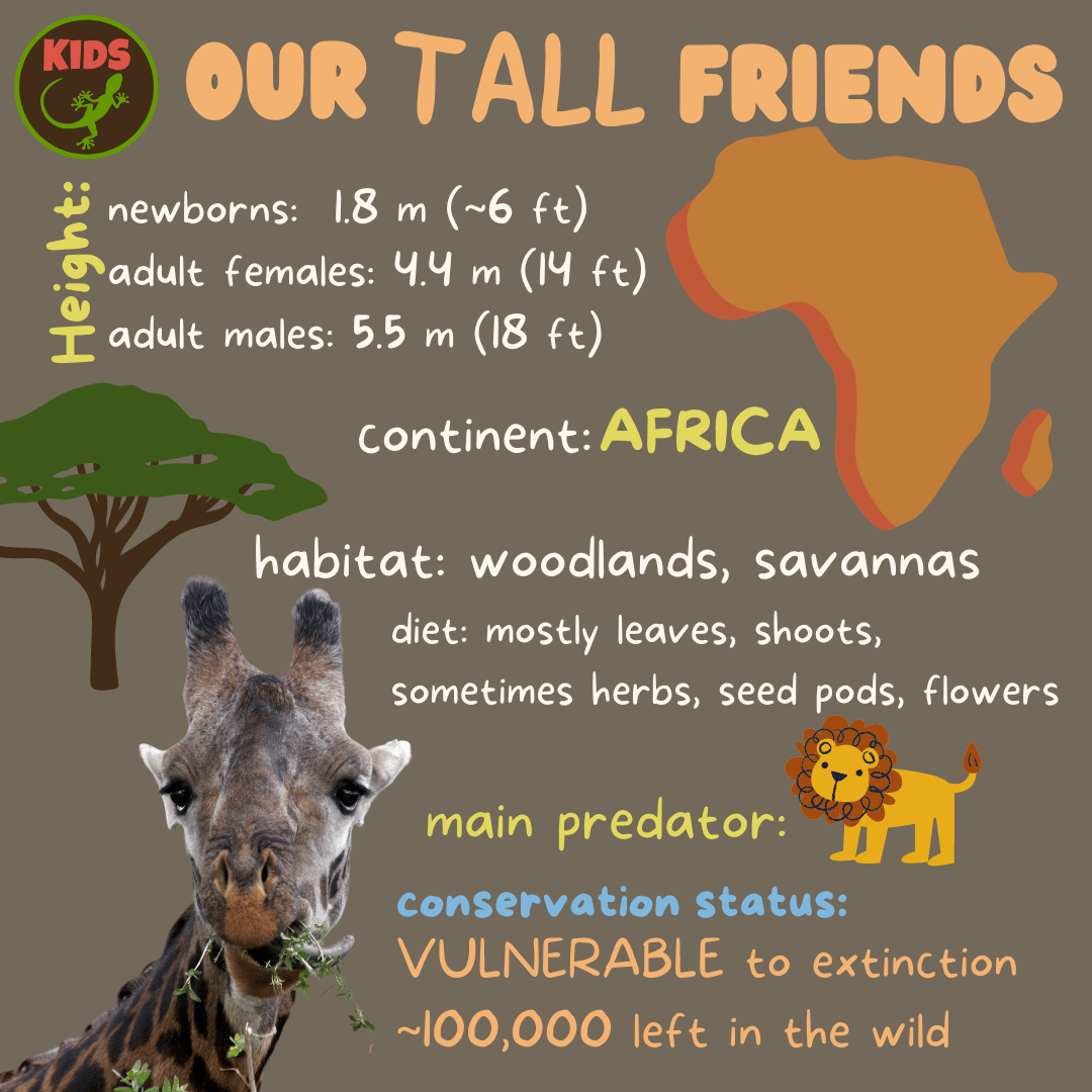 The Giraffe Spot – Mongabay Kids