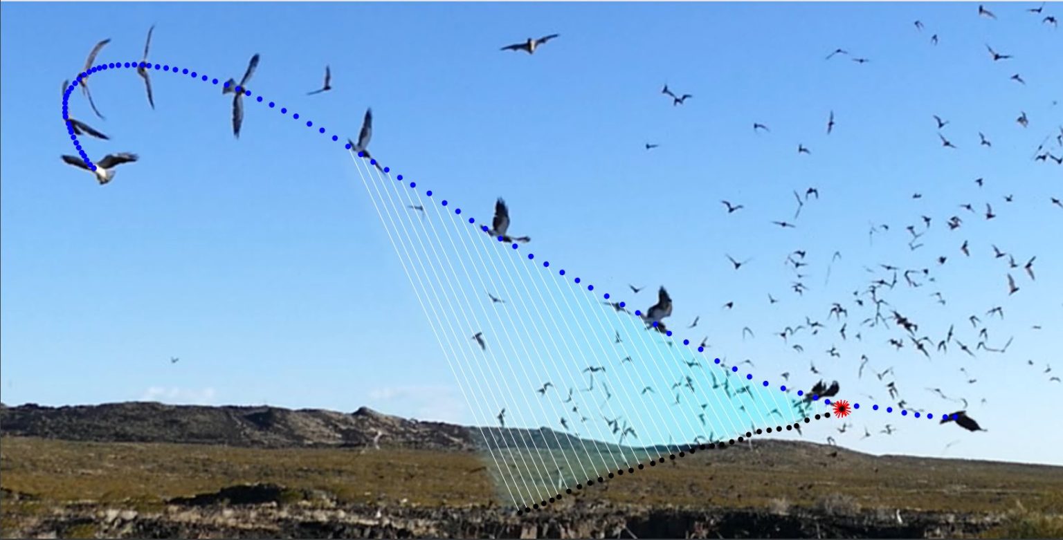How do hawks capture a bat within a swarm? – Mongabay Kids