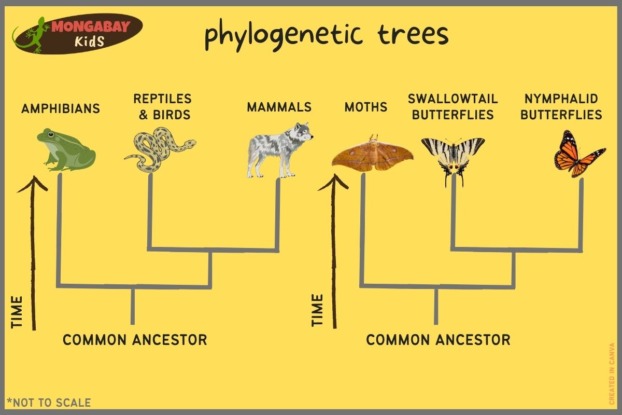 Are butterflies a type of moth? – Mongabay Kids