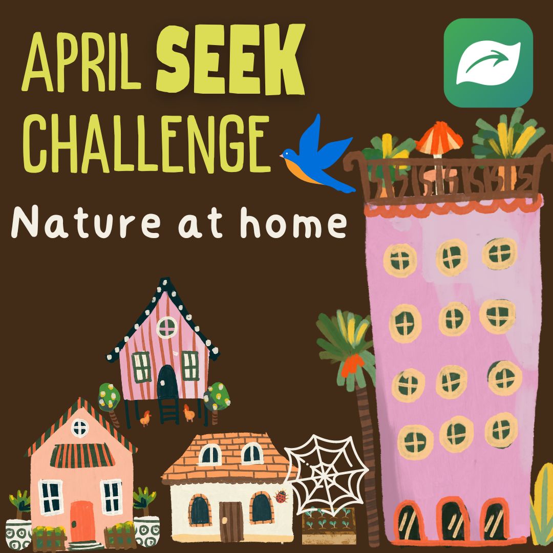 Try the April 2023 Seek challenge – Mongabay Kids
