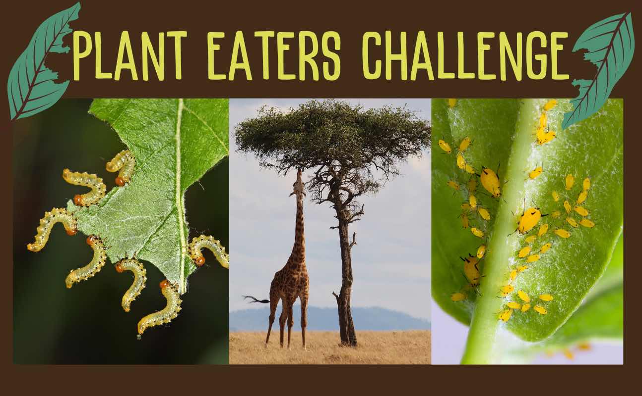 Seek challenge – Mongabay Kids