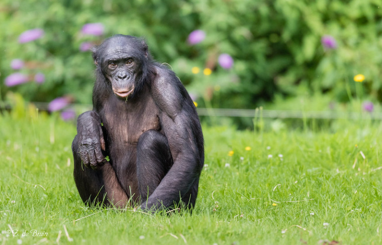 Meet the bonobos and their peaceful world – Mongabay Kids
