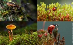 Moss is the boss! What is moss and why should people care about it ...