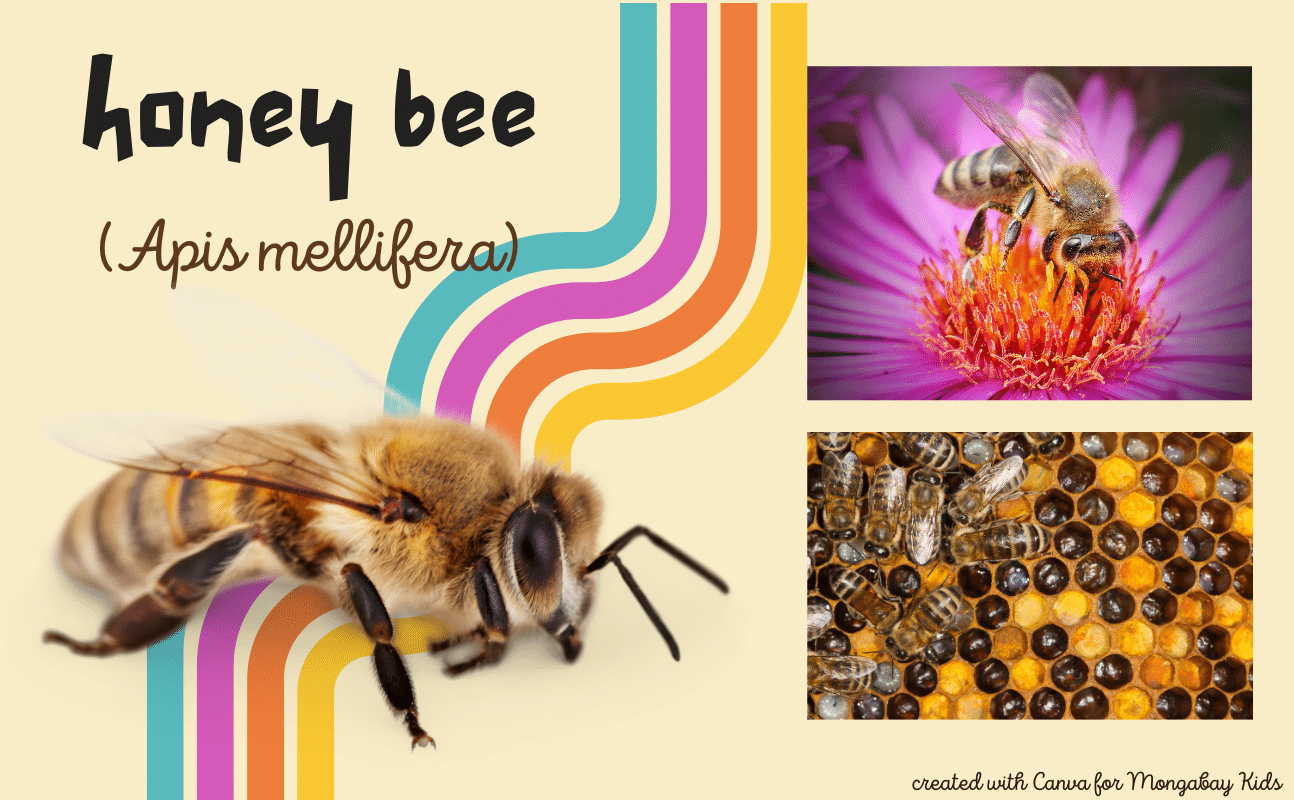 Do all bees make honey? – Mongabay Kids