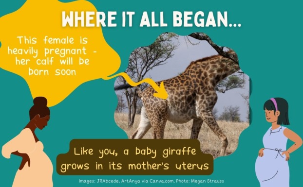 My life as a giraffe kid – Mongabay Kids