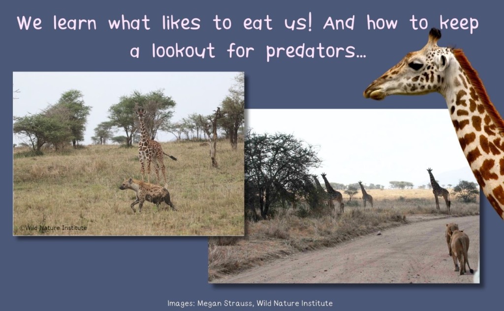 My life as a giraffe kid – Mongabay Kids