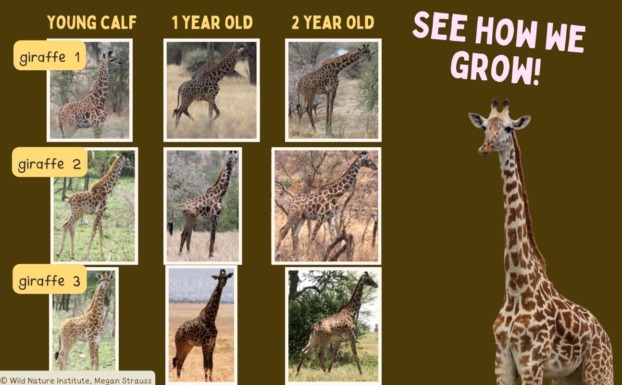 My life as a giraffe kid – Mongabay Kids