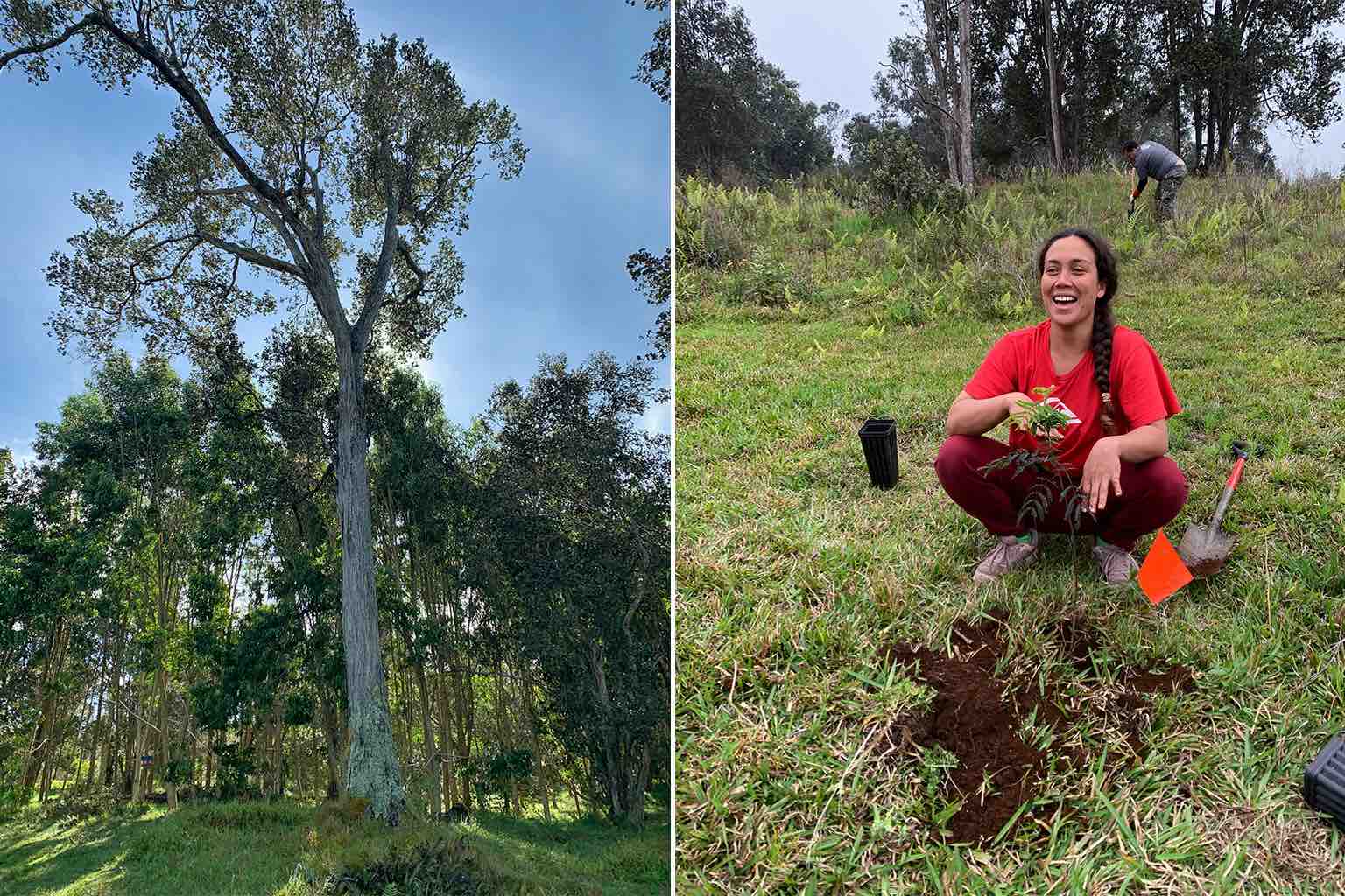 How do you regrow a forest in Hawai’i? – Mongabay Kids
