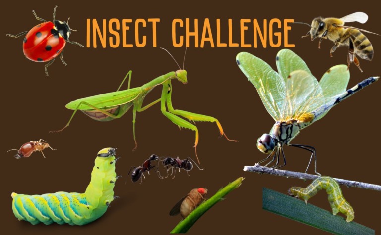 Try the August 2023 Seek challenge – Mongabay Kids