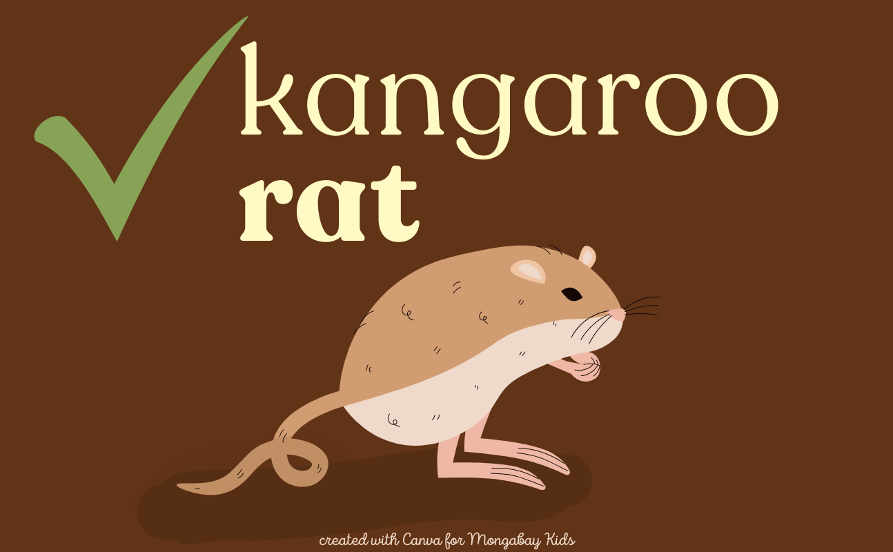 Rodents that BOUNCE! – Mongabay Kids