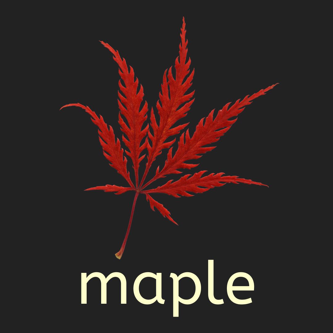 Leaf memory game – Mongabay Kids