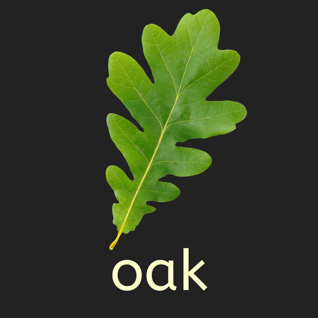 Leaf memory game – Mongabay Kids