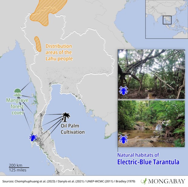 It’s electric! Check out this flashy new blue tarantula – Mongabay Kids