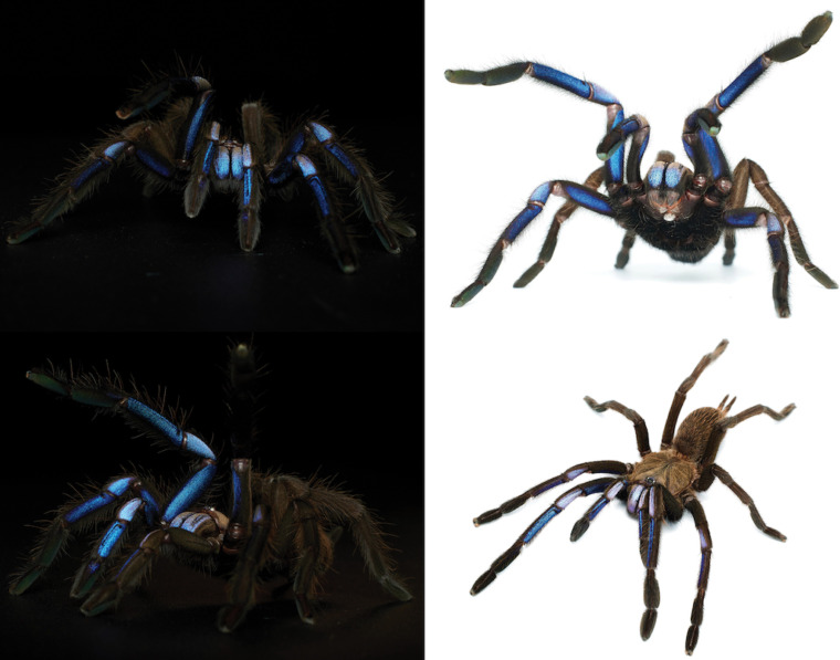 It’s electric! Check out this flashy new blue tarantula – Mongabay Kids