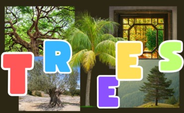 Nature art challenge: Your favorite tree – Mongabay Kids