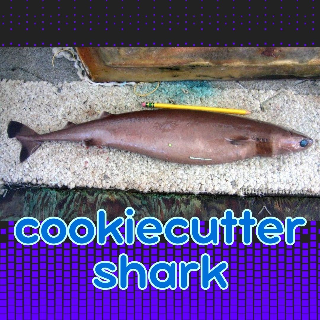 Meet 6 stars of the shark world – Mongabay Kids