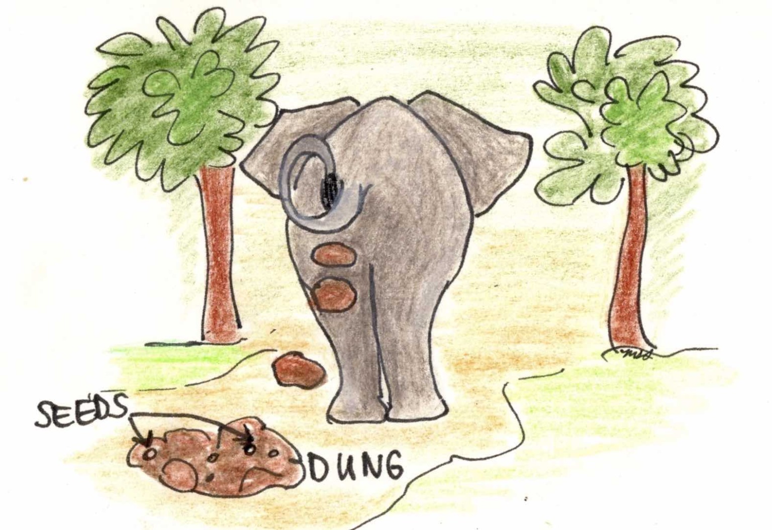 How are forest elephants like glue? – Mongabay Kids