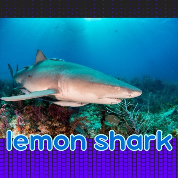 Meet 6 stars of the shark world – Mongabay Kids