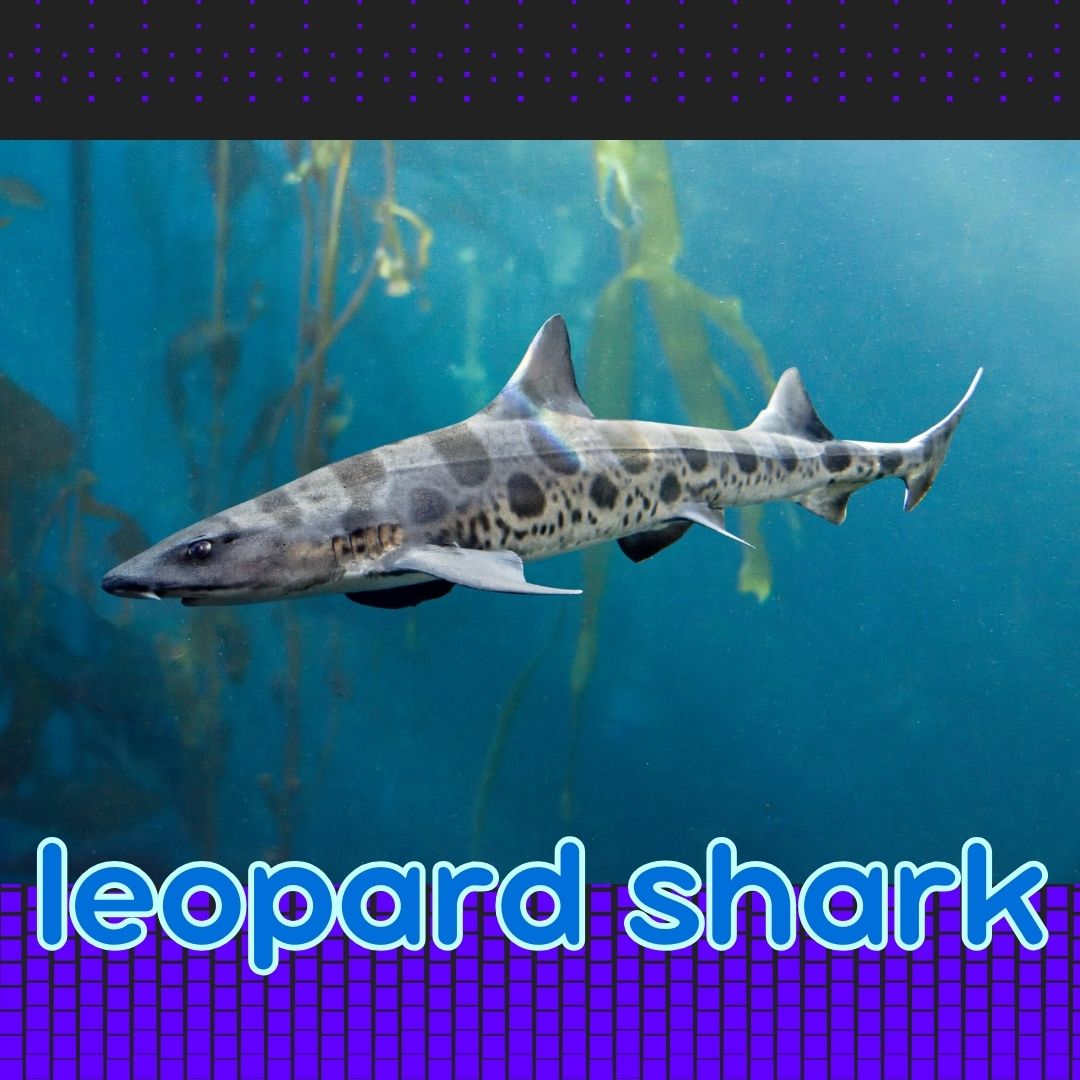 Meet 6 stars of the shark world – Mongabay Kids