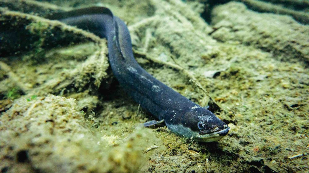 moray eel – Mongabay Kids