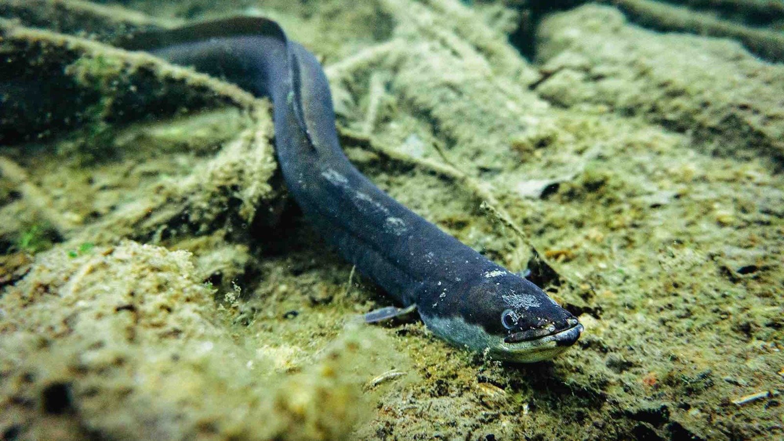 eel – Mongabay Kids