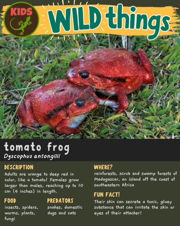 Tomato frog – Mongabay Kids