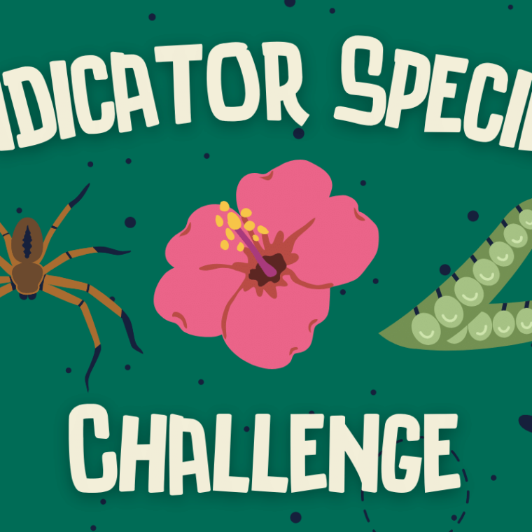 Try the May 2024 Seek challenge! – Mongabay Kids