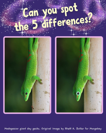 Spot the difference: Madagascar giant day gecko – Mongabay Kids