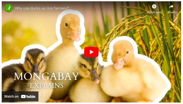 duck – Mongabay Kids