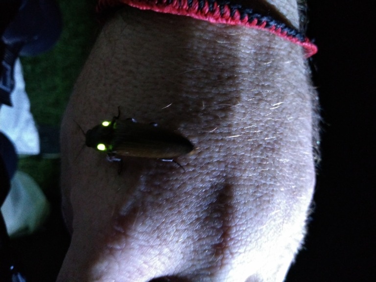 Brazil’s bioluminescent insects are under threat – Mongabay Kids