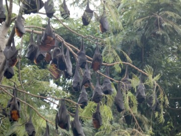 Large flying fox (Pteropus vampyrus) – Mongabay Kids