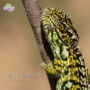 International Chameleon Day: Facts, fun, how to help – Mongabay Kids