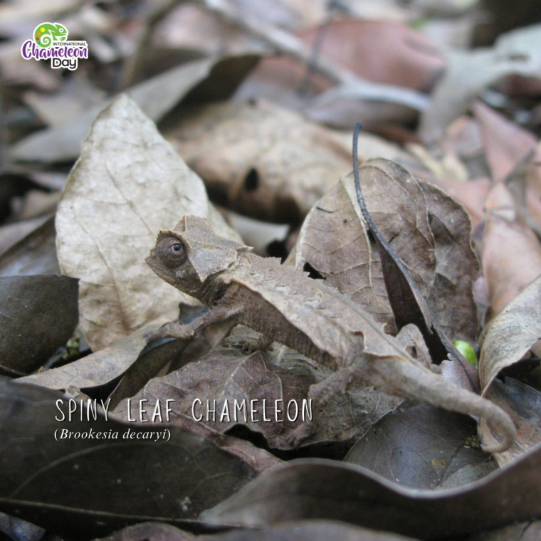 International Chameleon Day: Facts, fun, how to help – Mongabay Kids