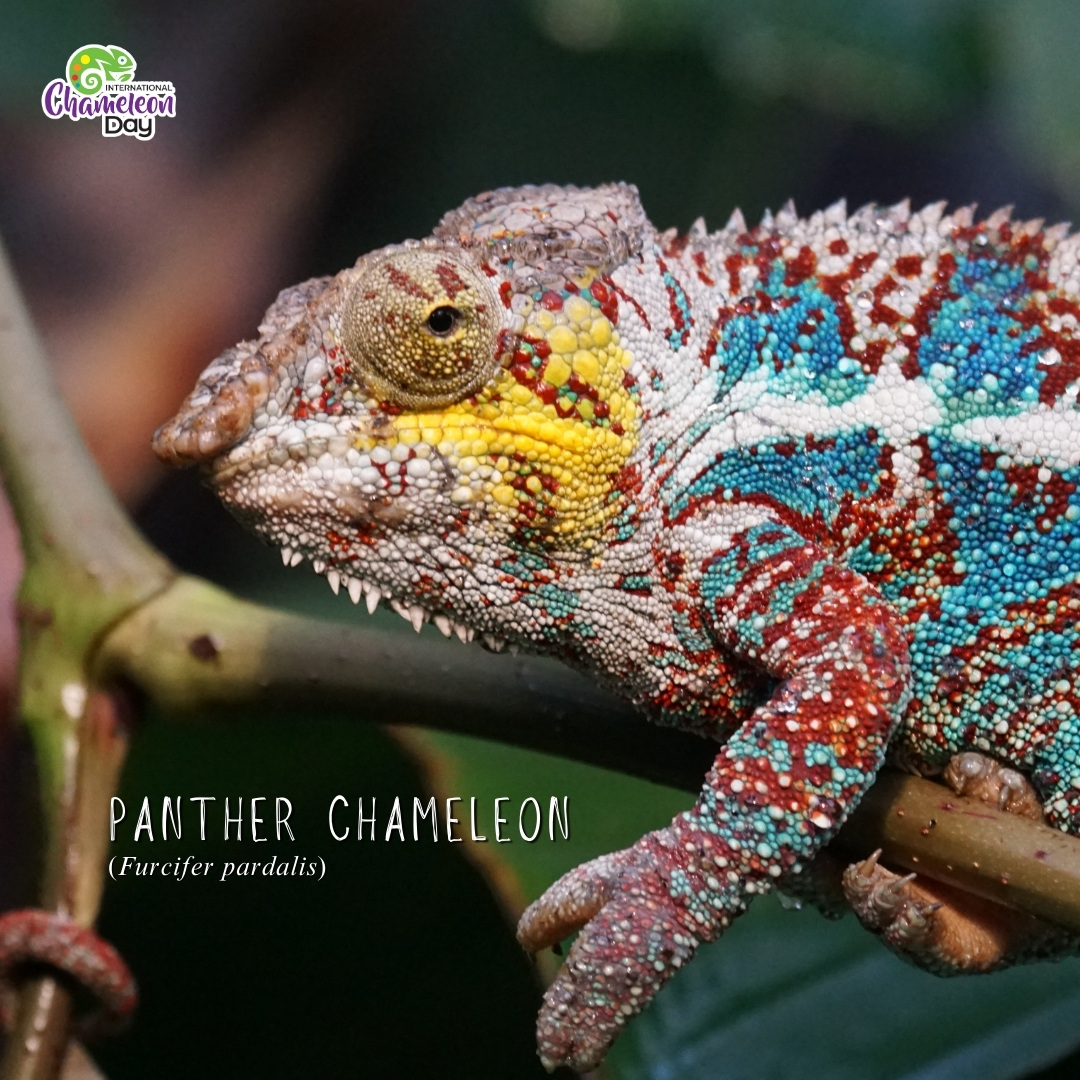 International Chameleon Day: Facts, fun, how to help – Mongabay Kids