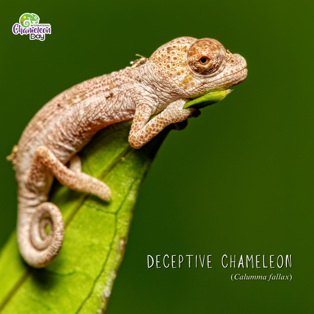 International Chameleon Day: Facts, fun, how to help – Mongabay Kids