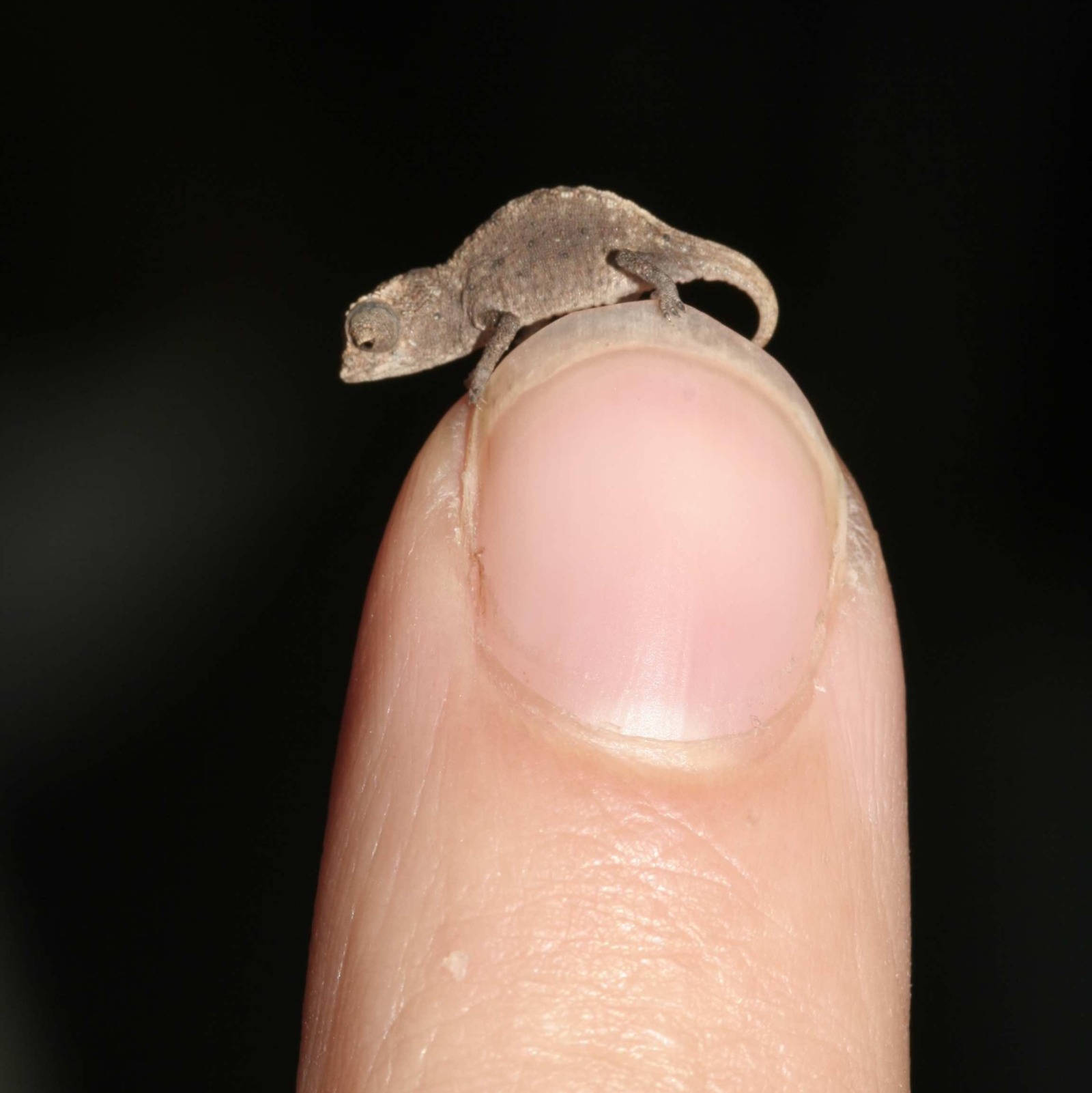 Meet some chameleons of Madagascar, with Dr. Frank Glaw – Mongabay Kids