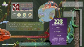 International Chameleon Day: Facts, fun, how to help – Mongabay Kids