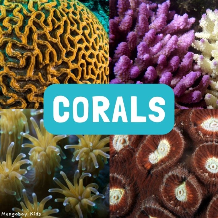 Why do we need coral reefs? – Mongabay Kids