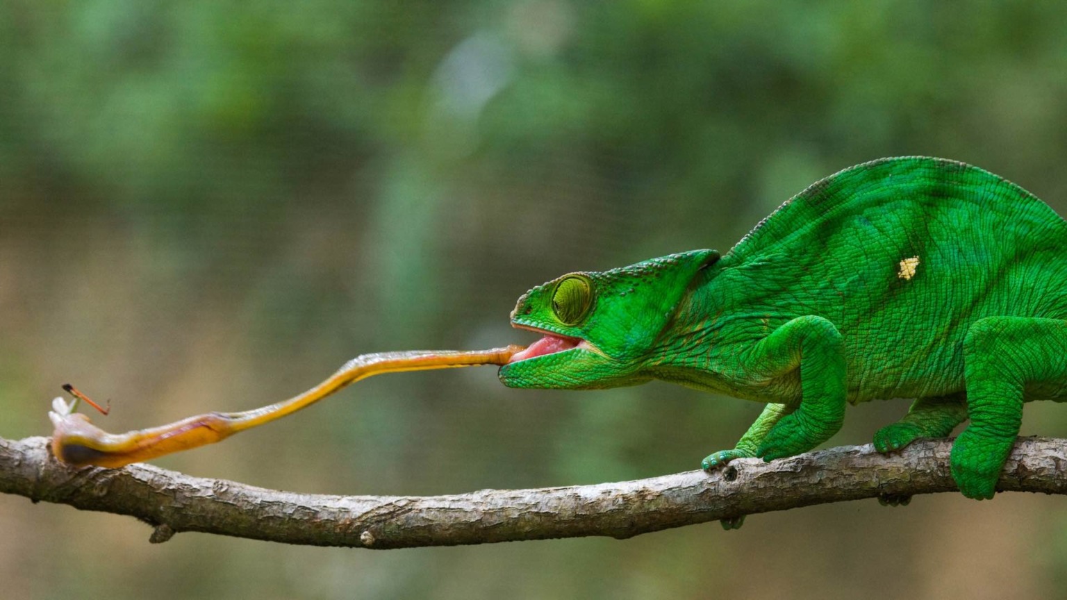 Meet some chameleons of Madagascar, with Dr. Frank Glaw – Mongabay Kids