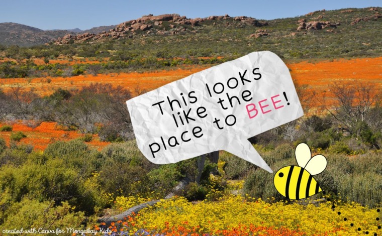 What kind of ecosystem has the most bee species? – Mongabay Kids