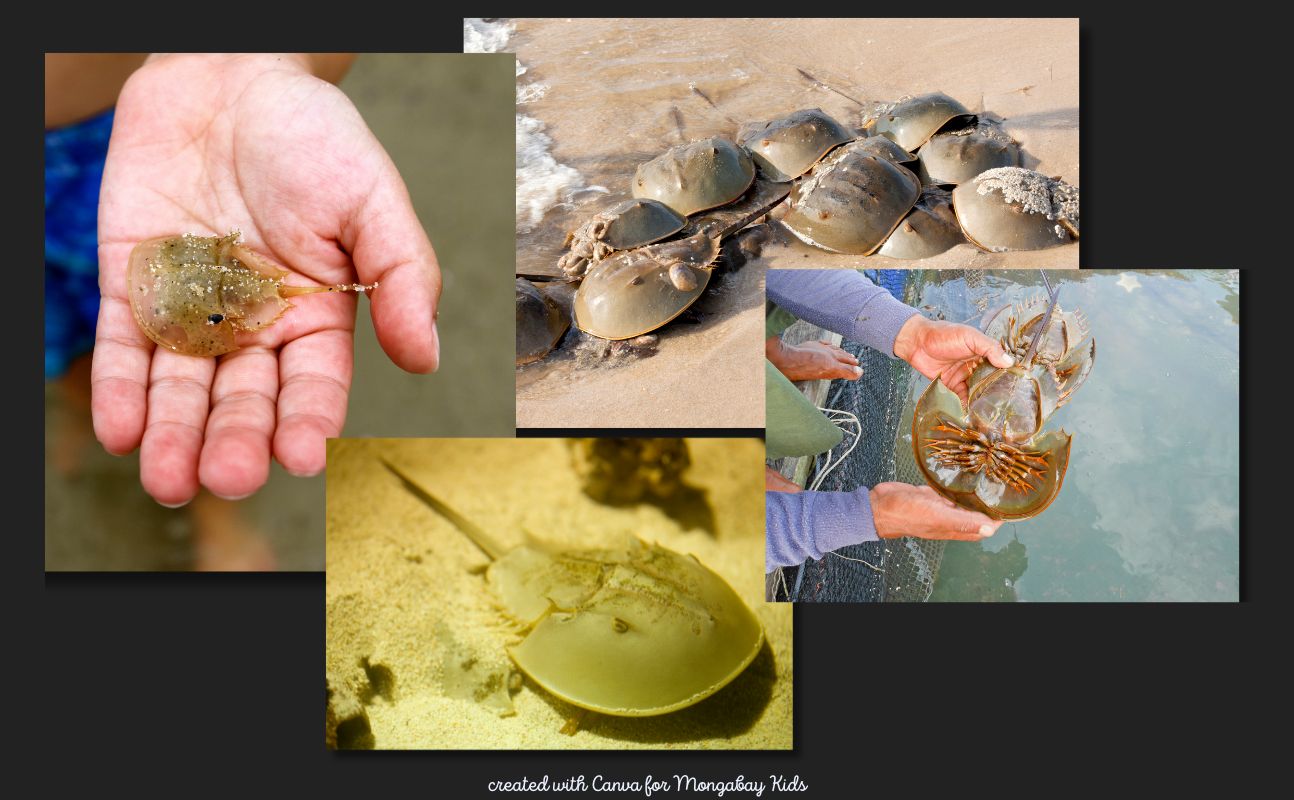 Quiz: What is a horseshoe crab? – Mongabay Kids