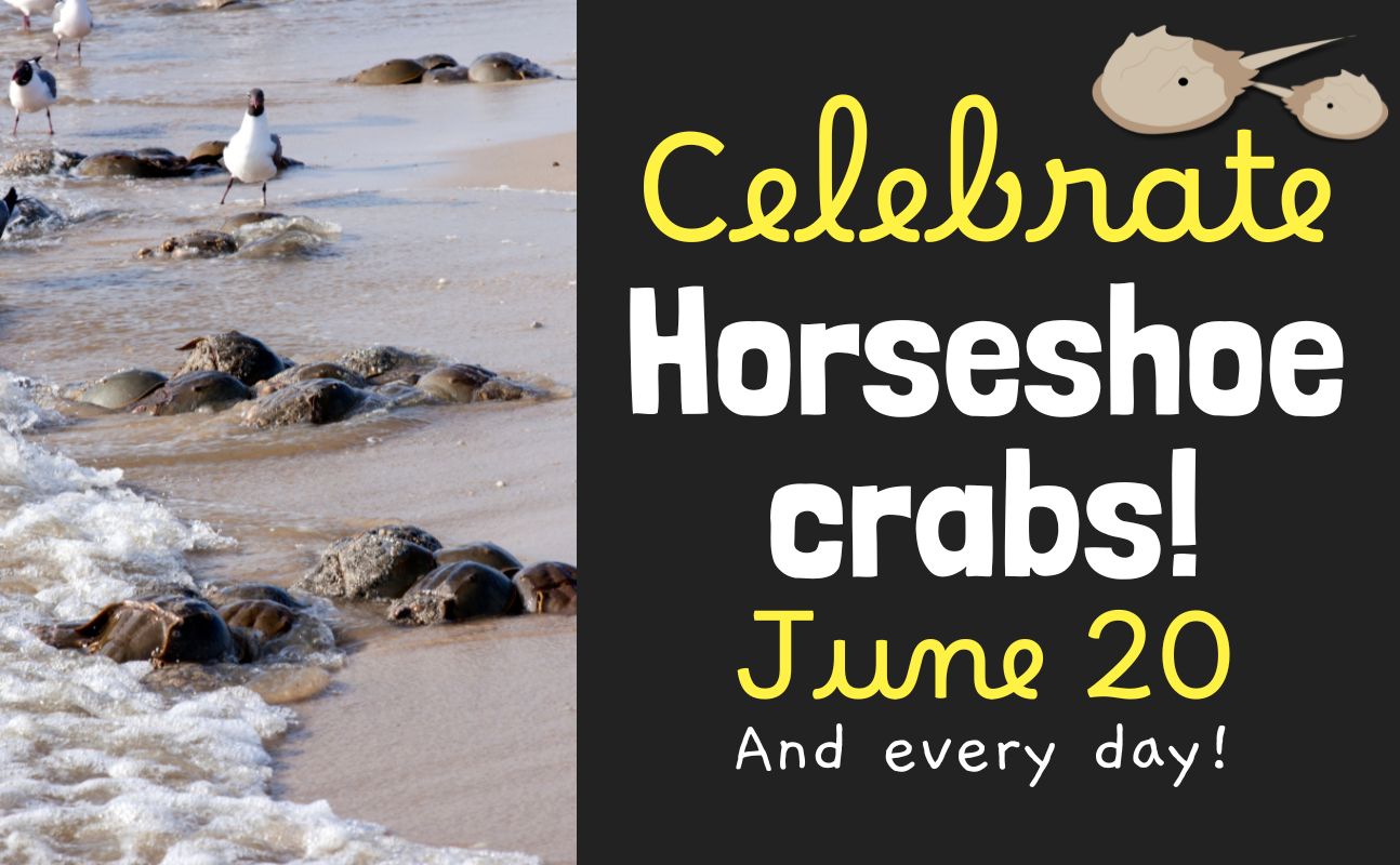 Quiz: What is a horseshoe crab? – Mongabay Kids
