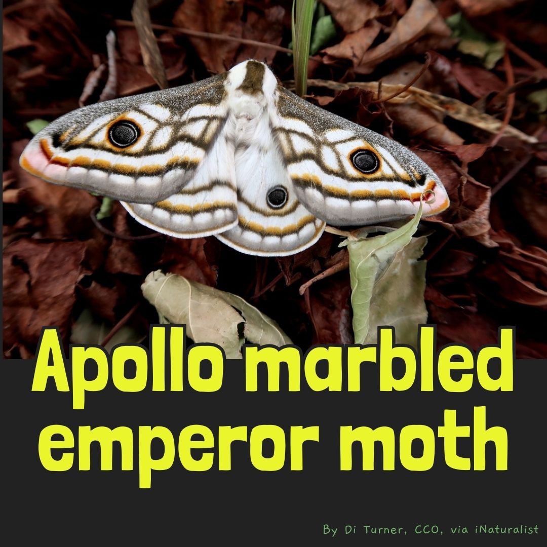 Moth matching game – Mongabay Kids