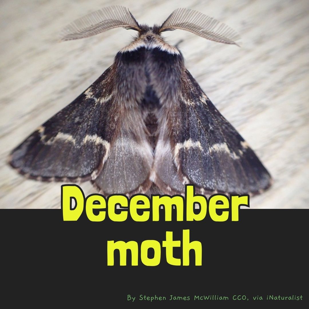 Moth matching game – Mongabay Kids
