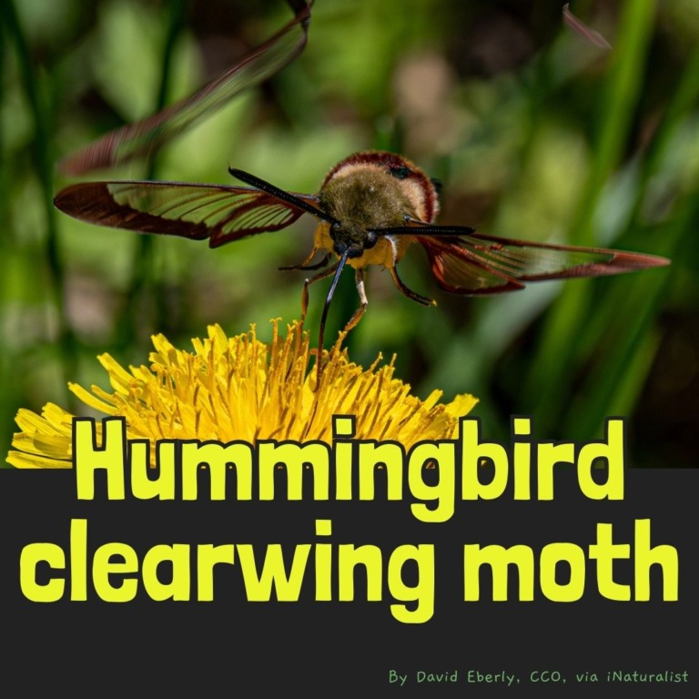 Moth matching game – Mongabay Kids