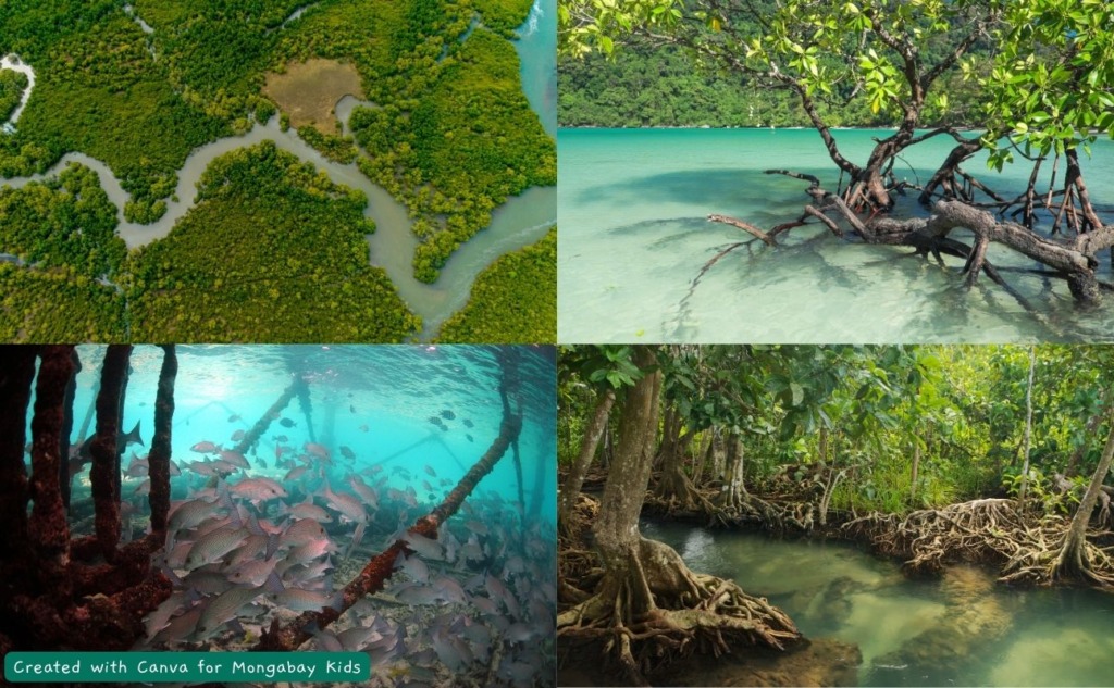 Color and learn: Mangroves matter – Mongabay Kids