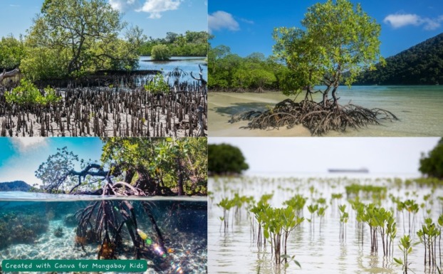 Color and learn: Mangroves matter – Mongabay Kids