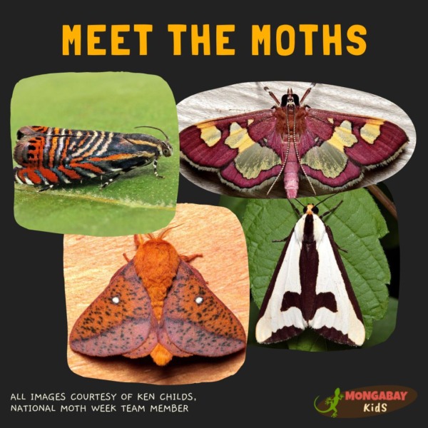 Moth Week: Citizen science fun for all ages! – Mongabay Kids