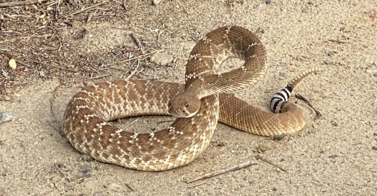 How do you study rattlesnakes without rattling them? – Mongabay Kids